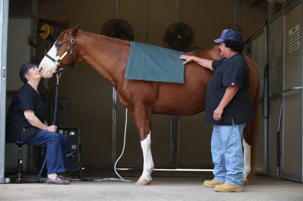 PEMF therapy for Equines | Teslafit PEMF PEMF therapy for Equines | Teslafit PEMF